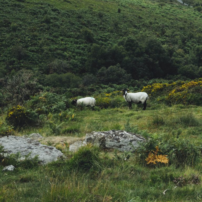 Dartmoor Commons Owners Association
