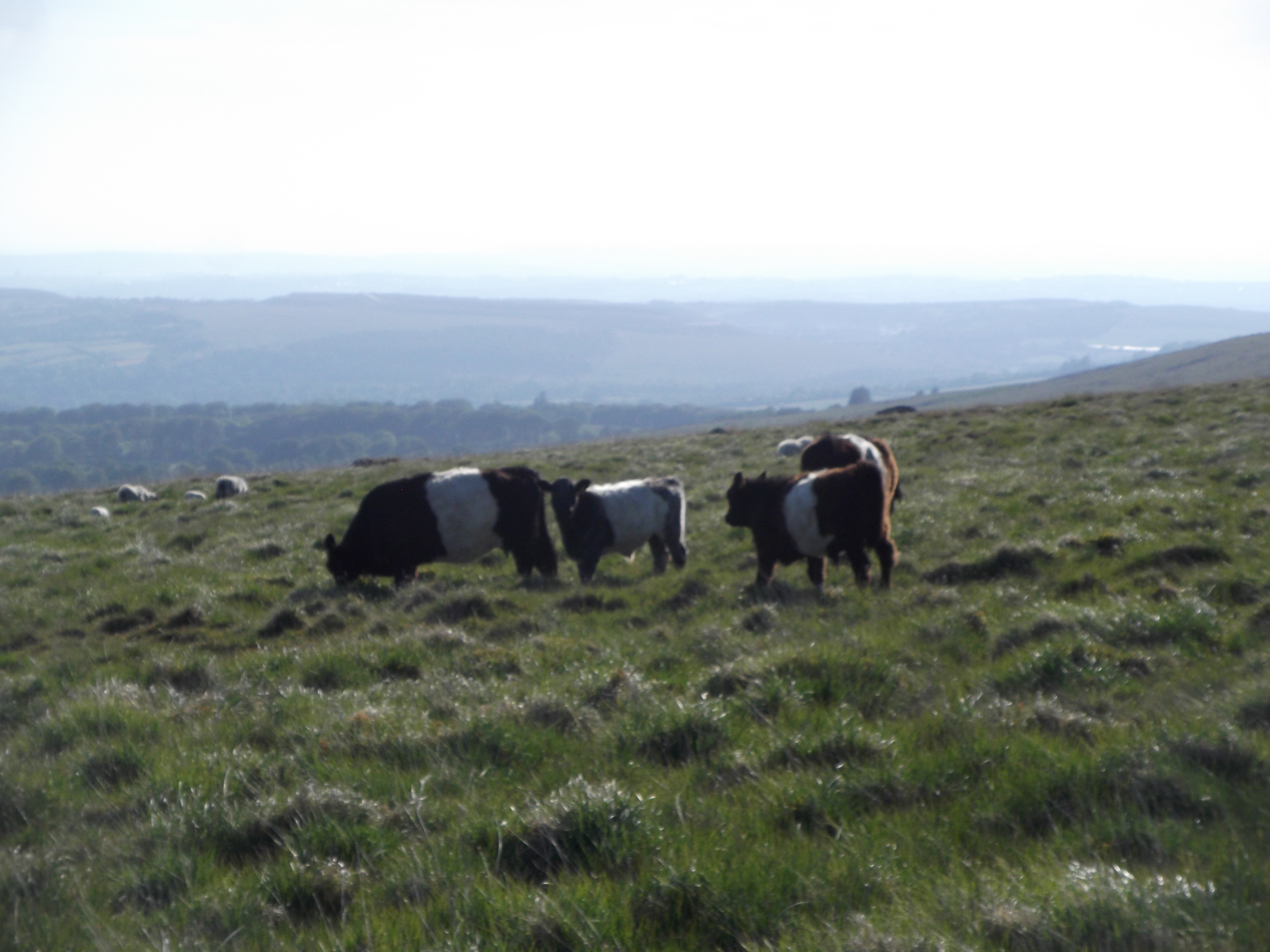 The Dartmoor Commons – Dartmoor Commons Owners Association