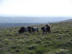 The Dartmoor Commons – Dartmoor Commons Owners Association