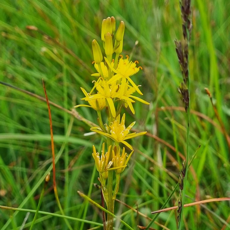 The Dartmoor Commons – Dartmoor Commons Owners Association