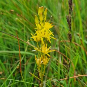 The Dartmoor Commons – Dartmoor Commons Owners Association